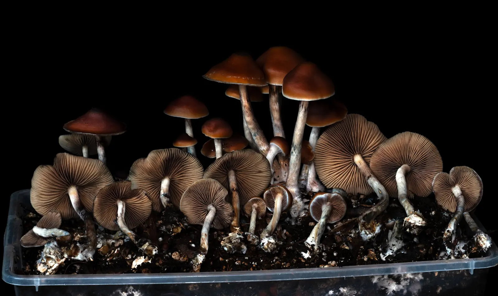 Psilocybe azurescens: Natures Most Potent Psilocybin Mushroom