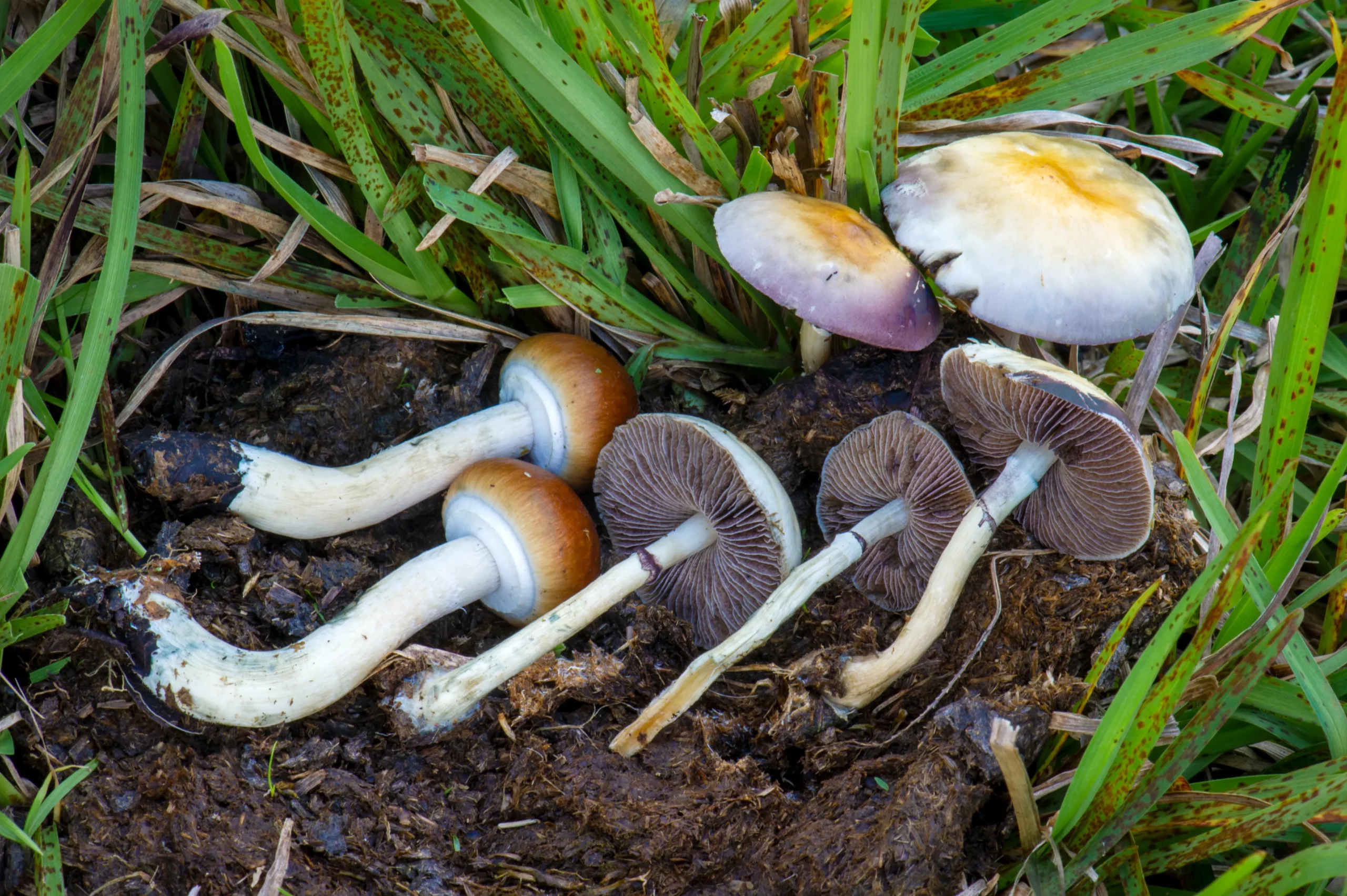 Psilocybe cubensis: A Comprehensive Guide to the Most Popular Magic ...