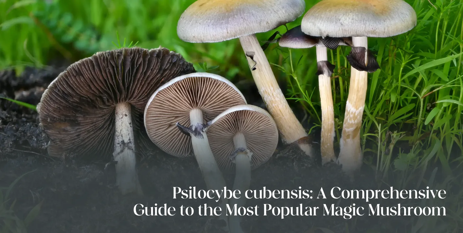 Psilocybe cubensis: A Comprehensive Guide to the Most Popular Magic ...