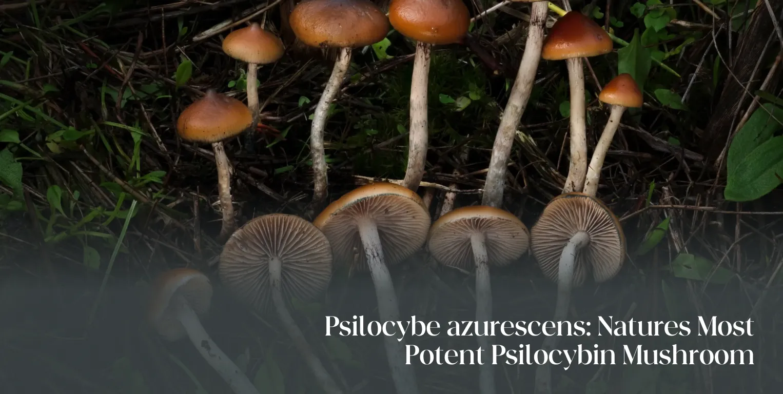 Psilocybe azurescens: Natures Most Potent Psilocybin Mushroom